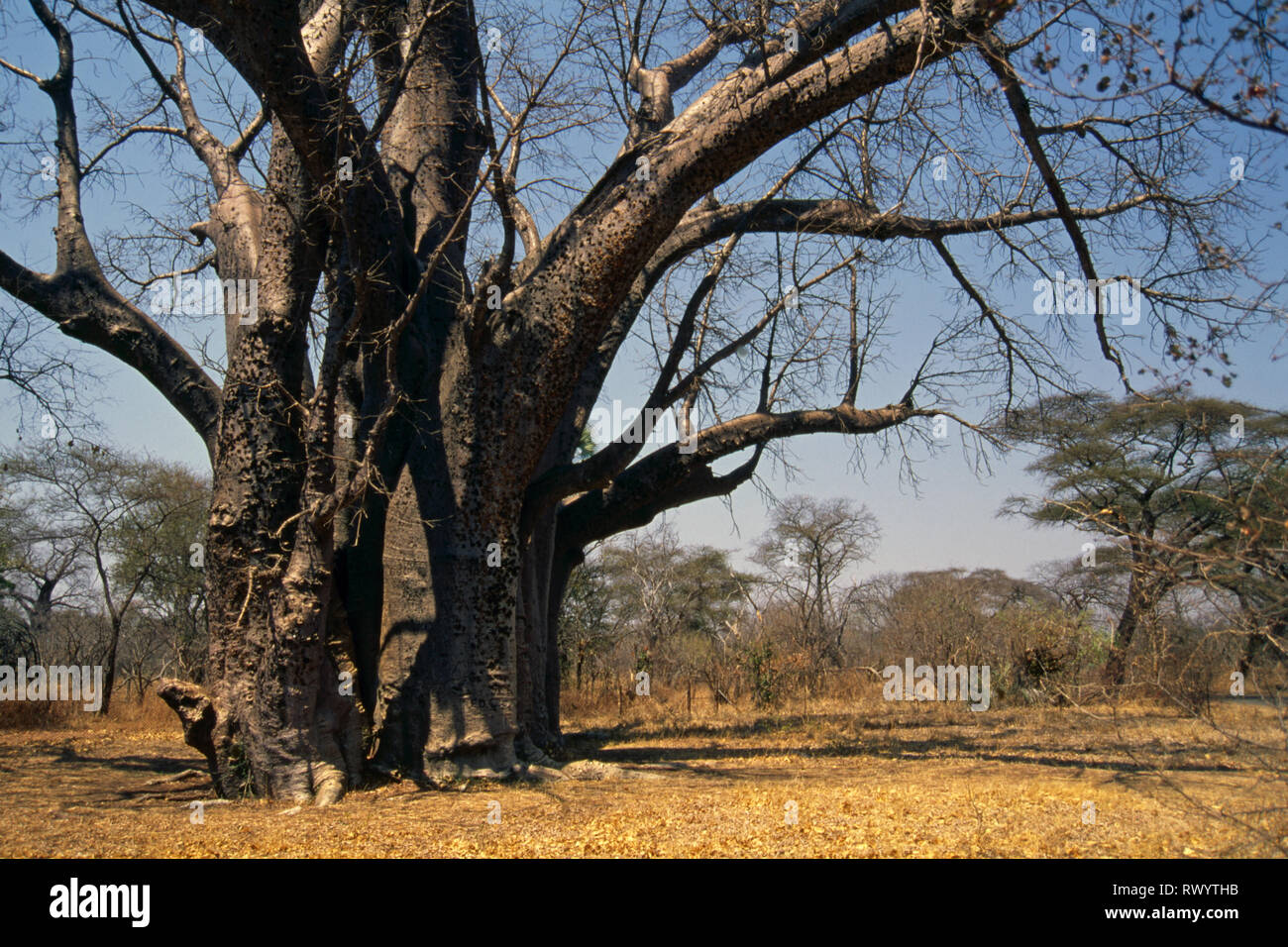 Baobab tree, Adansonia digitata, Zimbabwe Stock Photo - Alamy