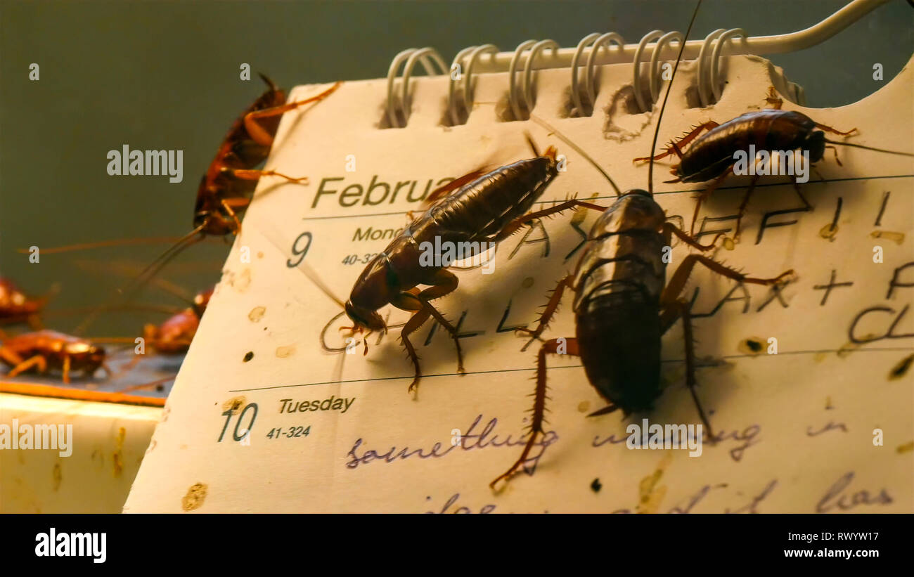 Lots of dirty cockroaches are on a calendar. These cockroaches are so ...