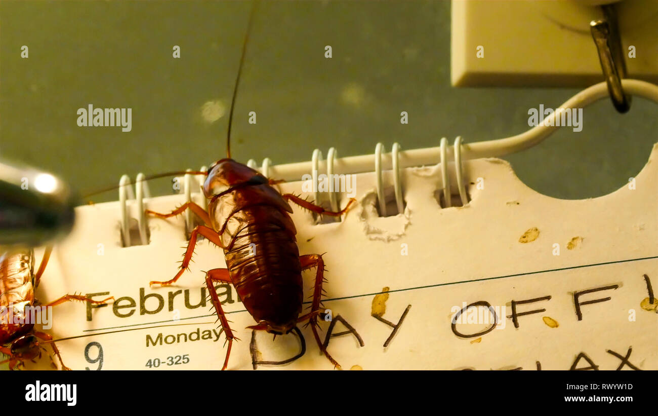 Disgusting brown shiny cockroaches crawling on the calendar hanged on ...