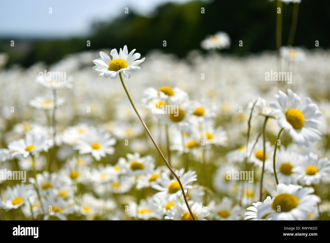 A field of endless Daisies in the Summer Stock Photo - Alamy