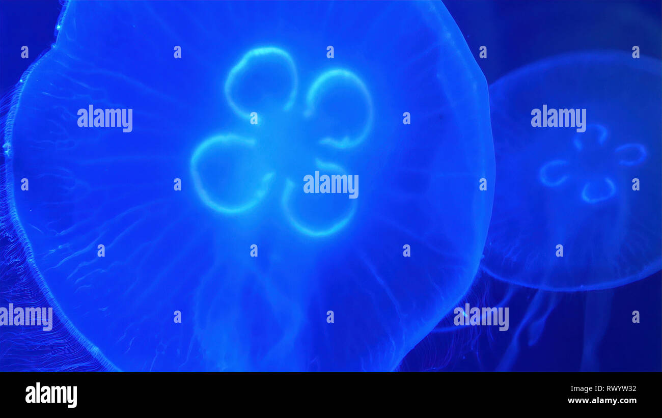 Phylum cnidaria hi-res stock photography and images - Alamy