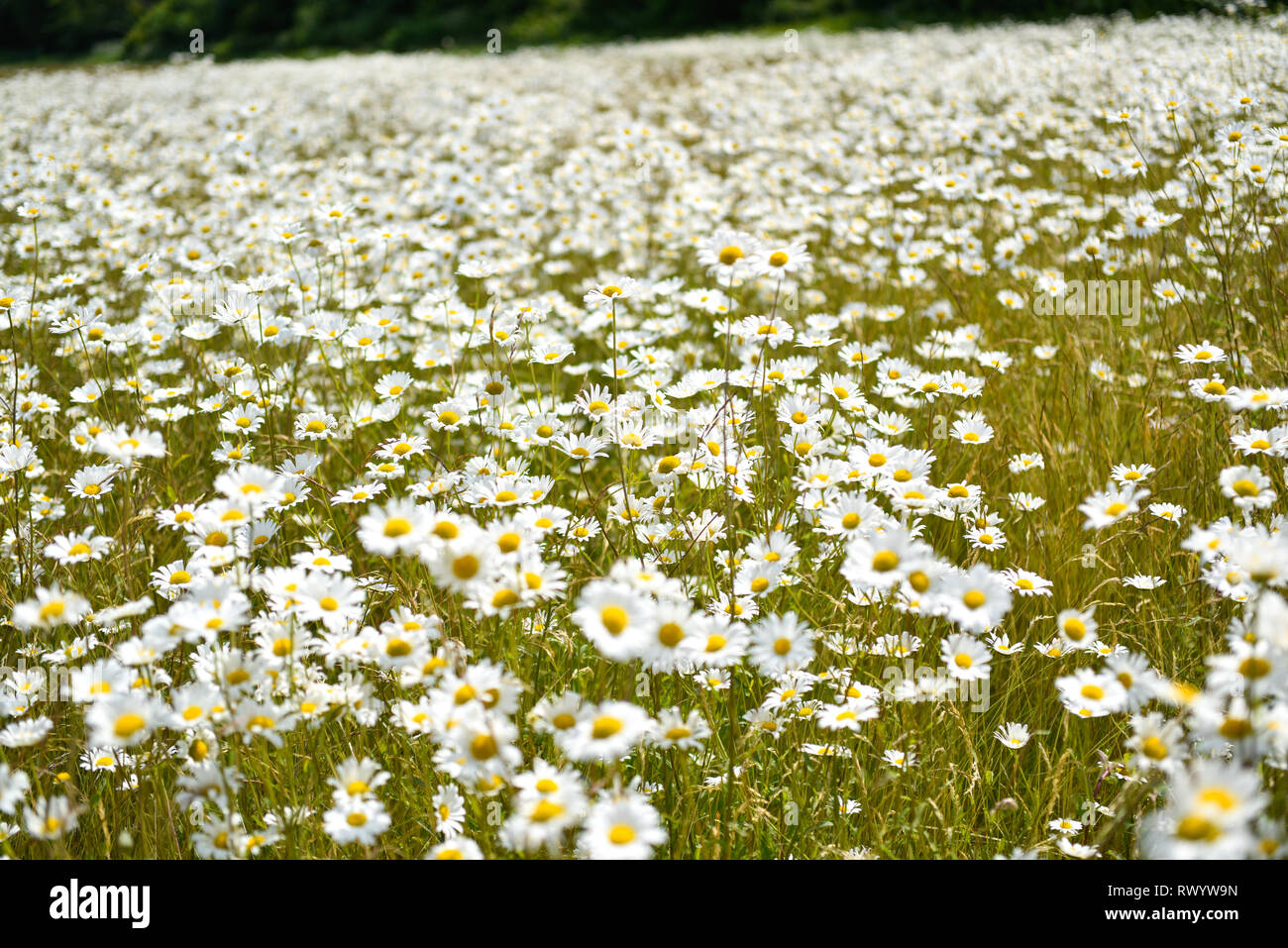 A field of endless Daisies in the Summer Stock Photo - Alamy