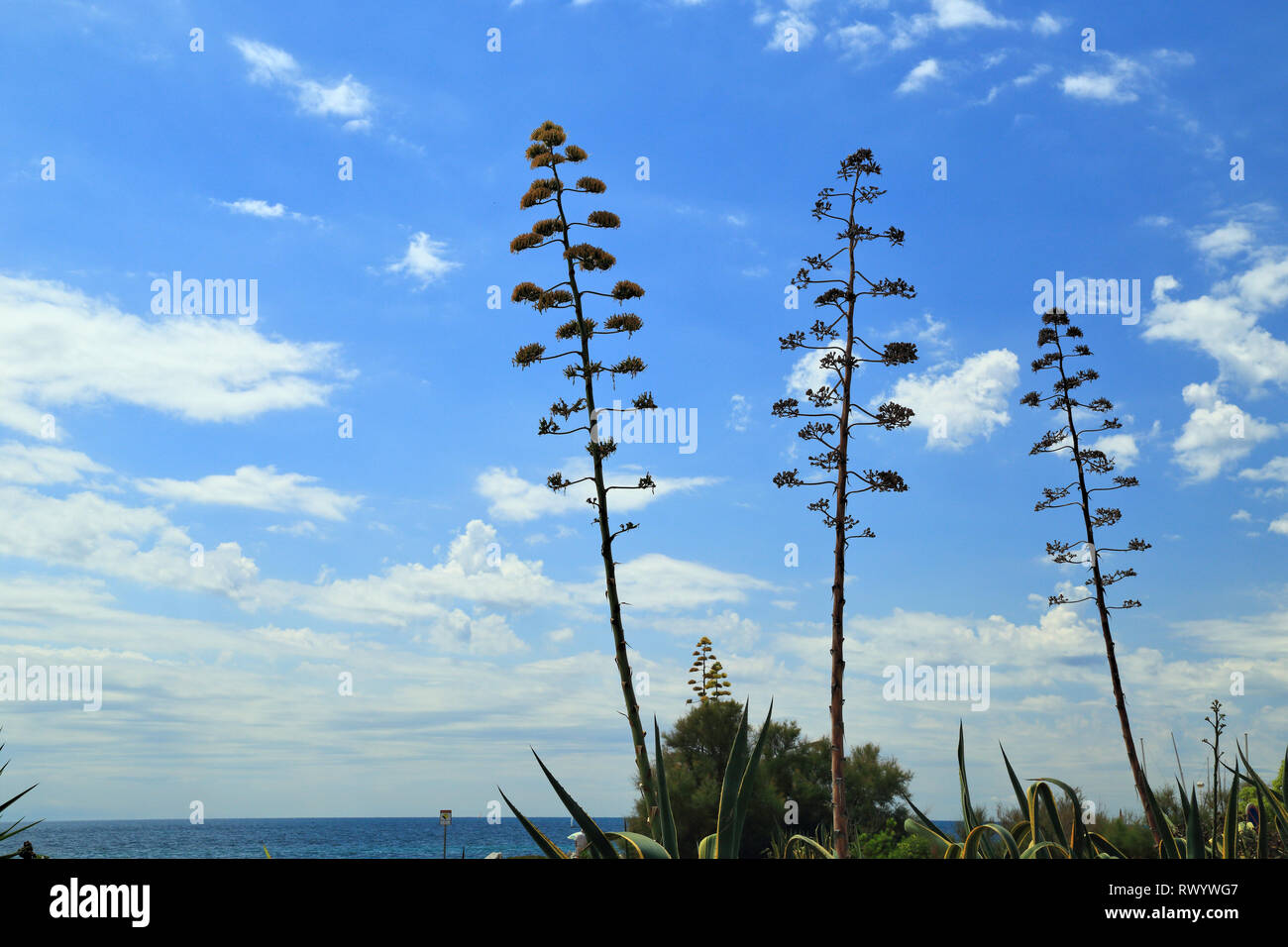 Agave flower hi-res stock photography and images - Alamy