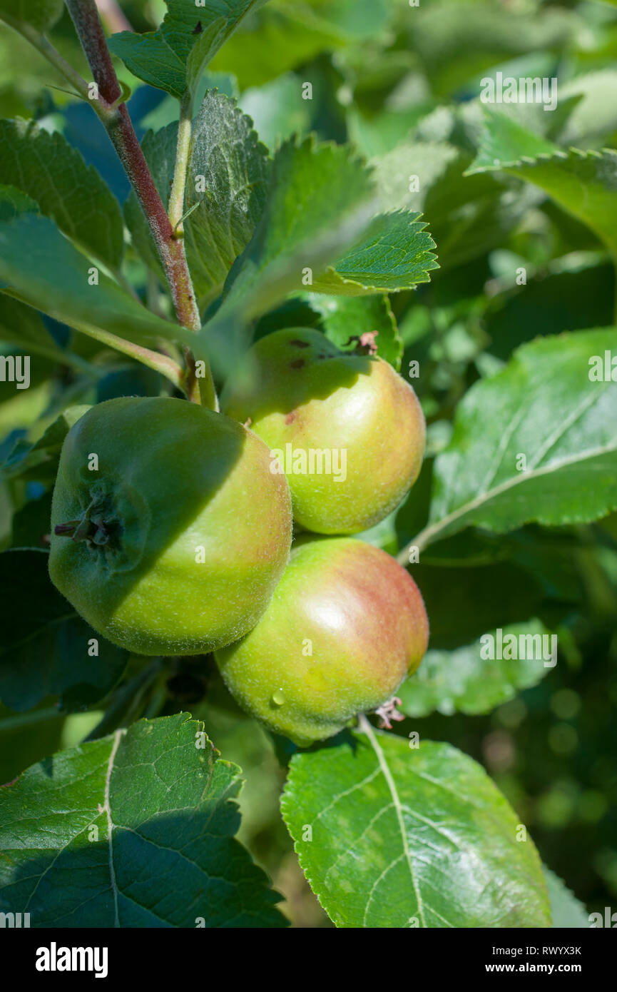 Bramley apple leaf hi-res stock photography and images - Alamy