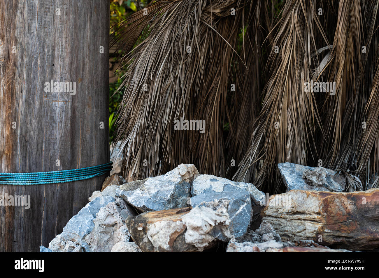 4k coconut tree hi-res stock photography and images - Alamy