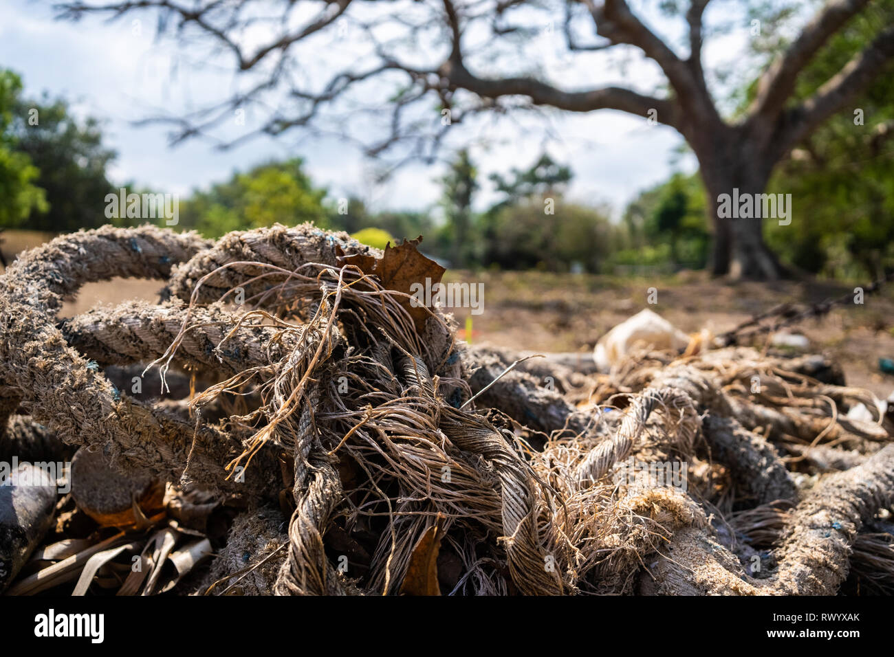 background rope trees green seashore gloomy Stock Photo - Alamy