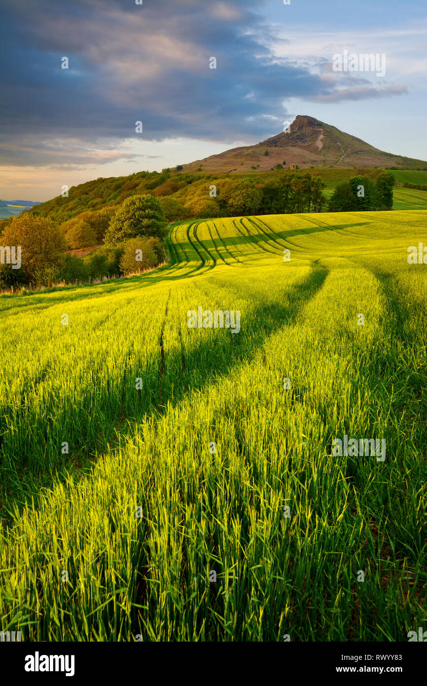Roseberry Topping, Yorkshire Stock Photo - Alamy