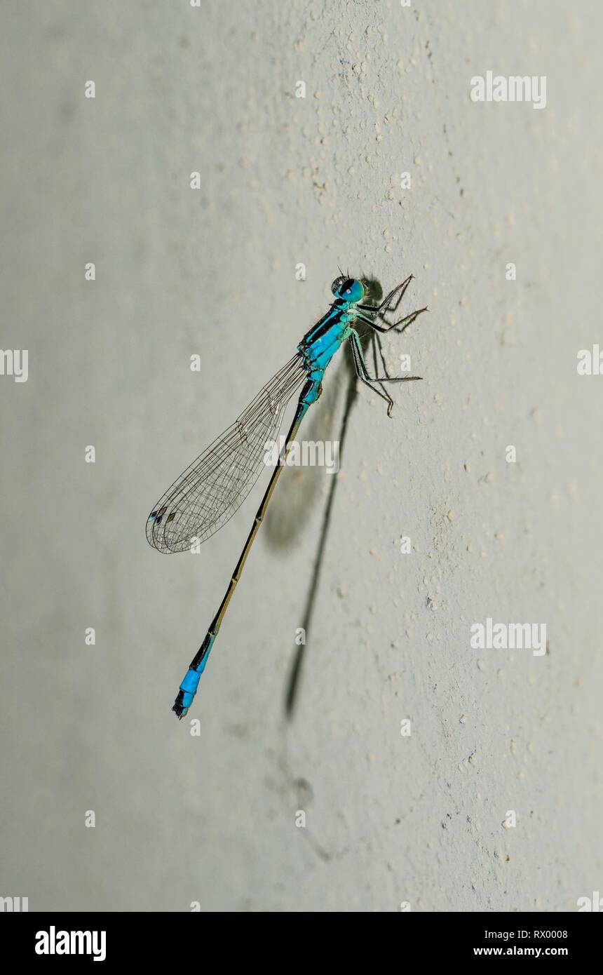 Beautiful blue dragonfly on hi-res stock photography and images - Alamy