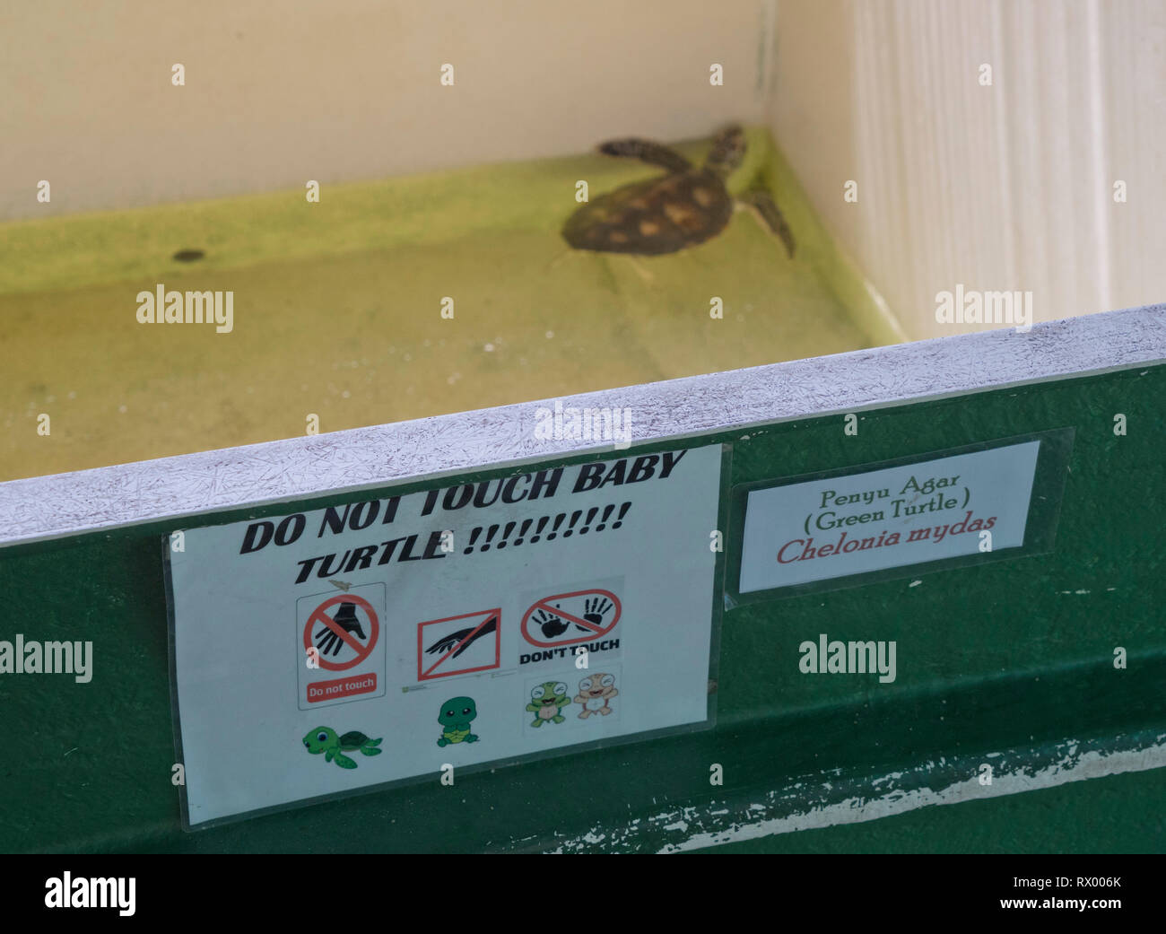 Turtle sanctuary in the rainforest in the Taman Negara Pulau Pinang ...