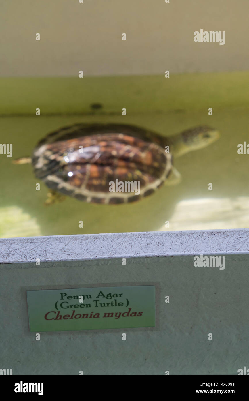 Turtle sanctuary in the rainforest in the Taman Negara Pulau Pinang ...