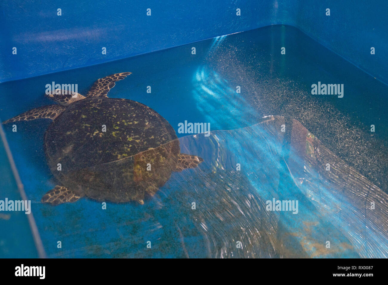 Turtle sanctuary in the rainforest in the Taman Negara Pulau Pinang ...