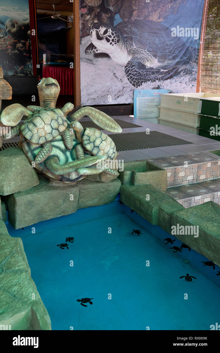 Turtle sanctuary in the rainforest in the Taman Negara Pulau Pinang ...