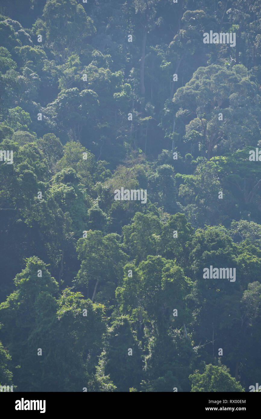 Rainforest in the Taman Negara Pulau Pinang nature reserve national ...
