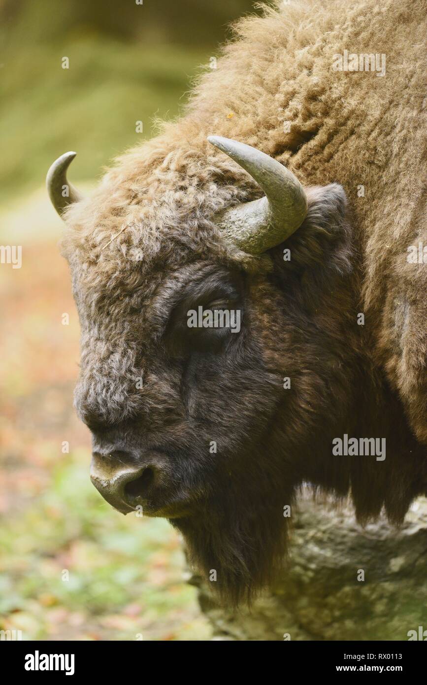 European bison (Bison bonasus), animal portrait, Bavarian Forest ...