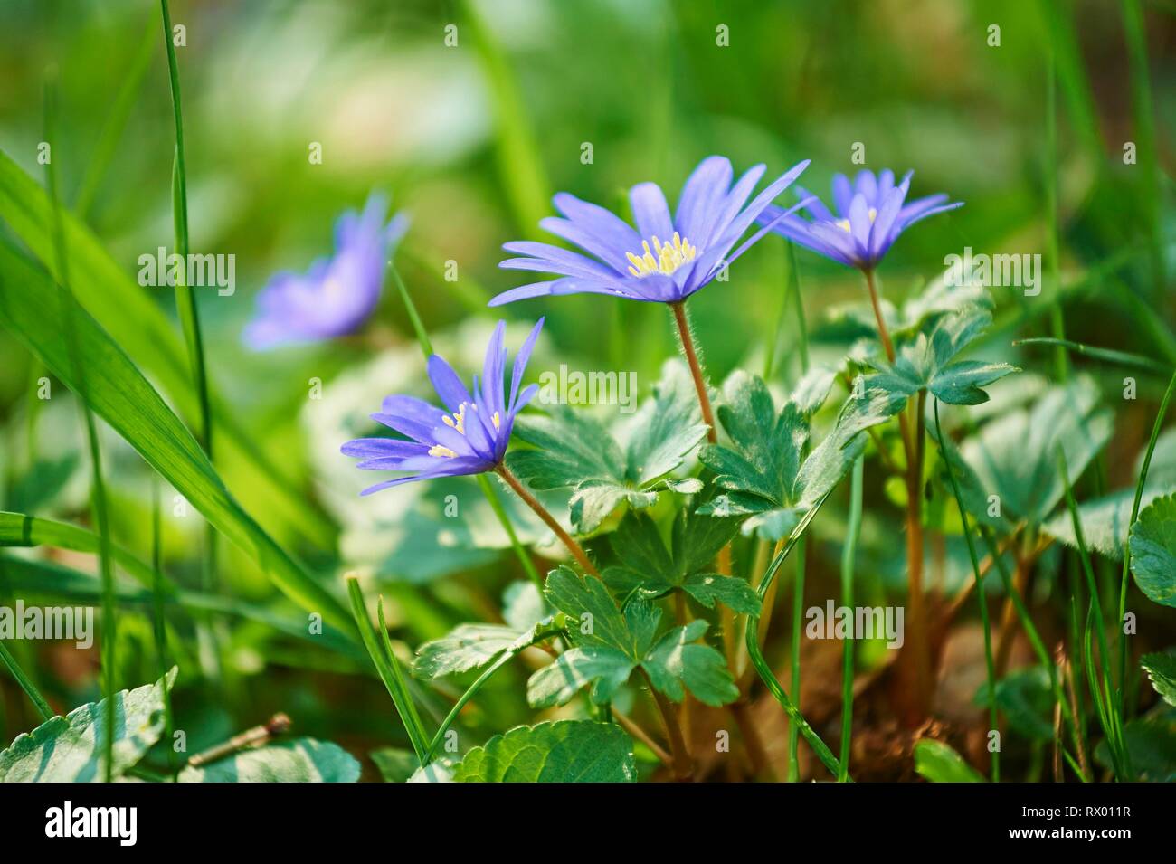 Blue Grecian windflowers (Anemone blanda) blooming in a meadow, Bavaria ...