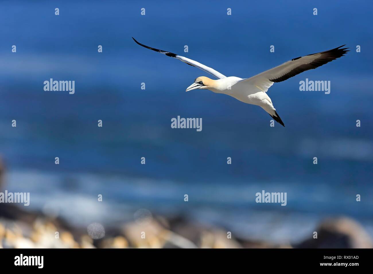 Cape Gannet Morus Capensis Adult Flying Lamberts Bay Western Cape