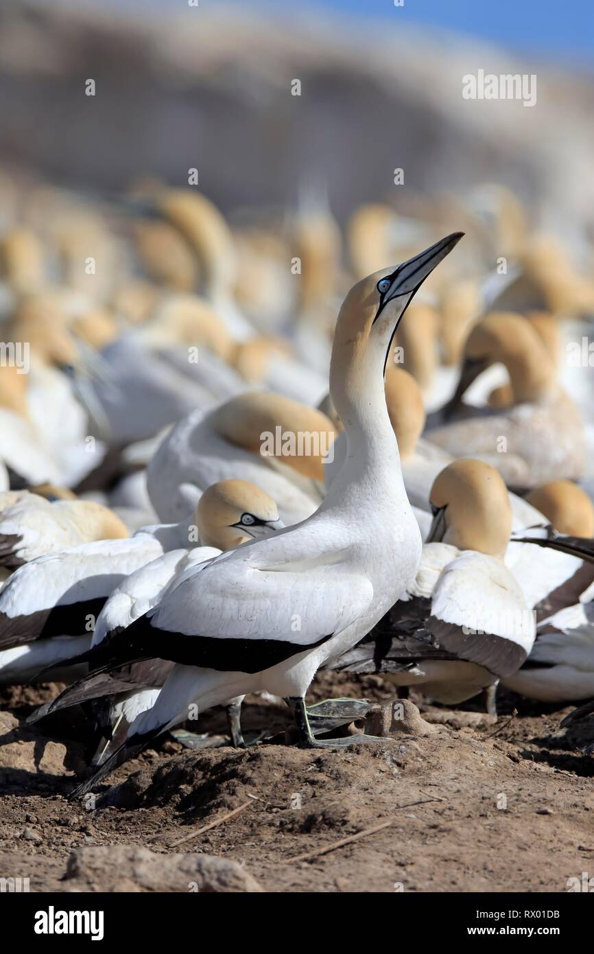 Cape Gannet (Morus capensis), adult in bird colony, Lamberts Bay ...