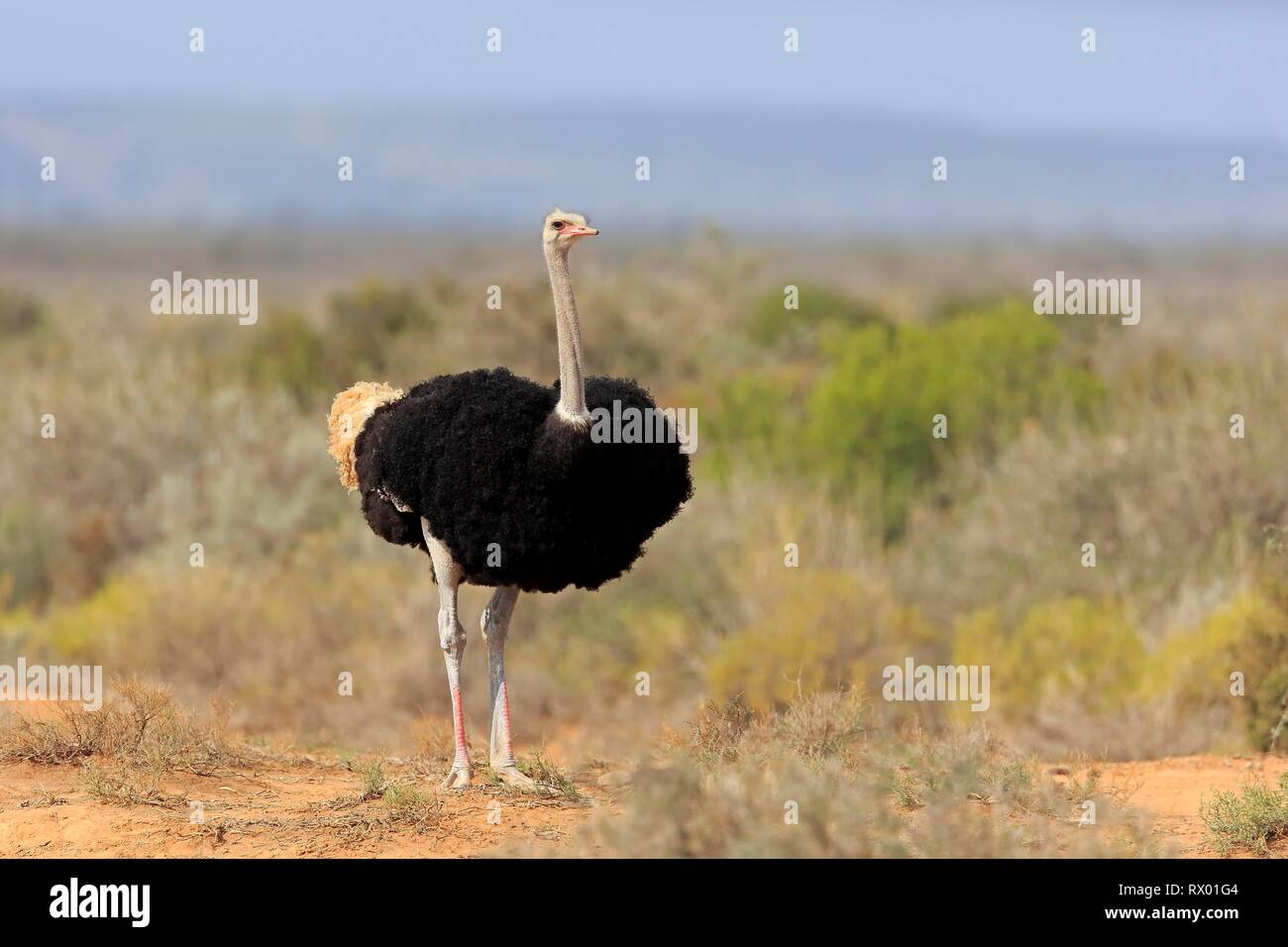 South African ostrich (Struthio camelus australis), adult male, Little ...