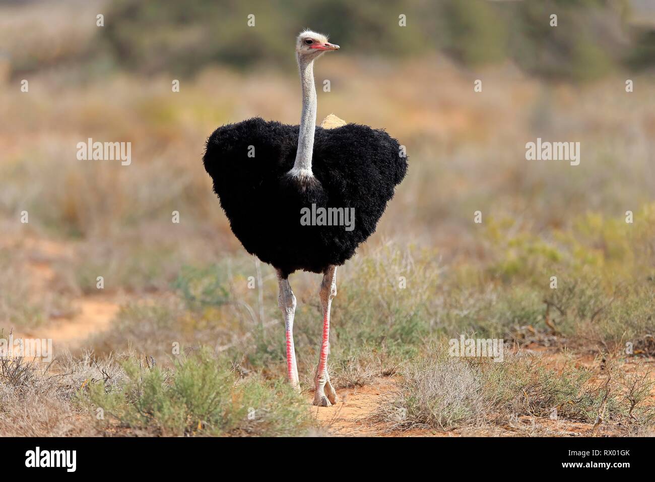 South African ostrich (Struthio camelus australis), adult male, Little ...