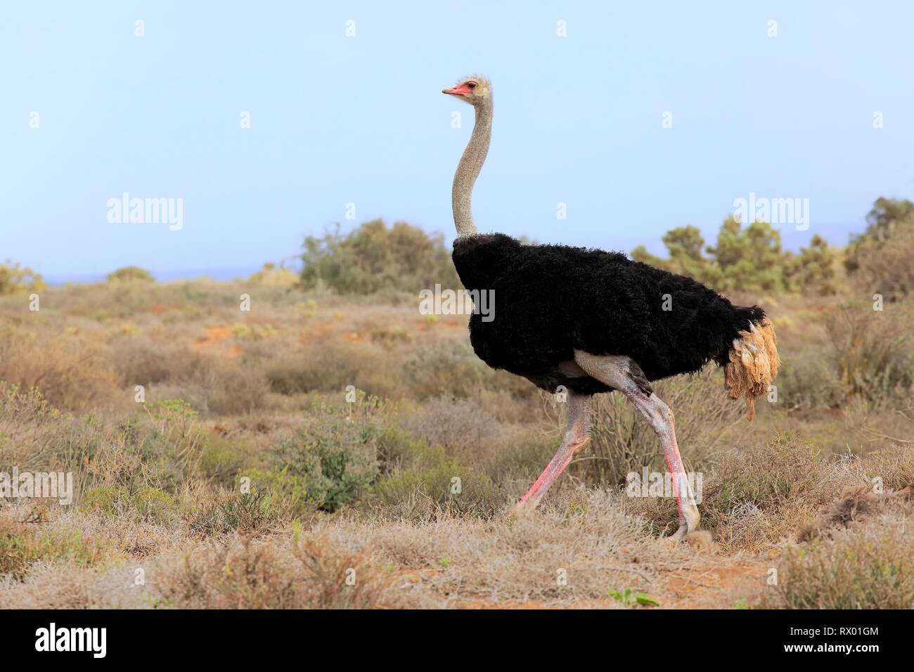 South African ostrich (Struthio camelus australis), adult male, Little ...