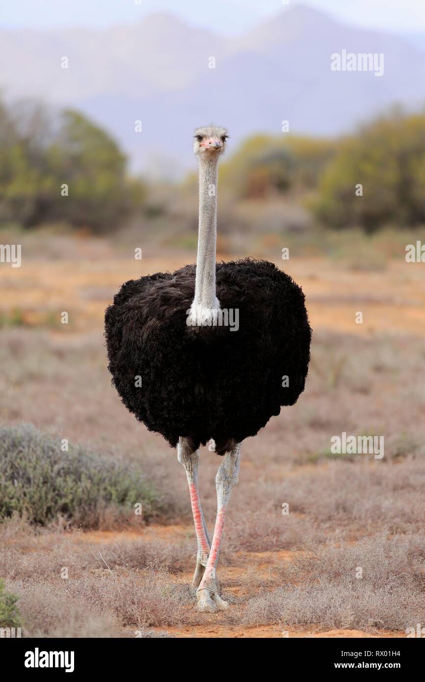 South African ostrich (Struthio camelus australis), adult male, Little ...