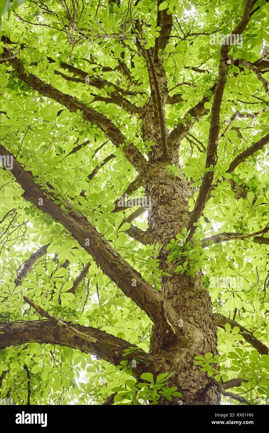 Horse-chestnut (Aesculus hippocastanum), Saxony, Germany, Europe Stock ...