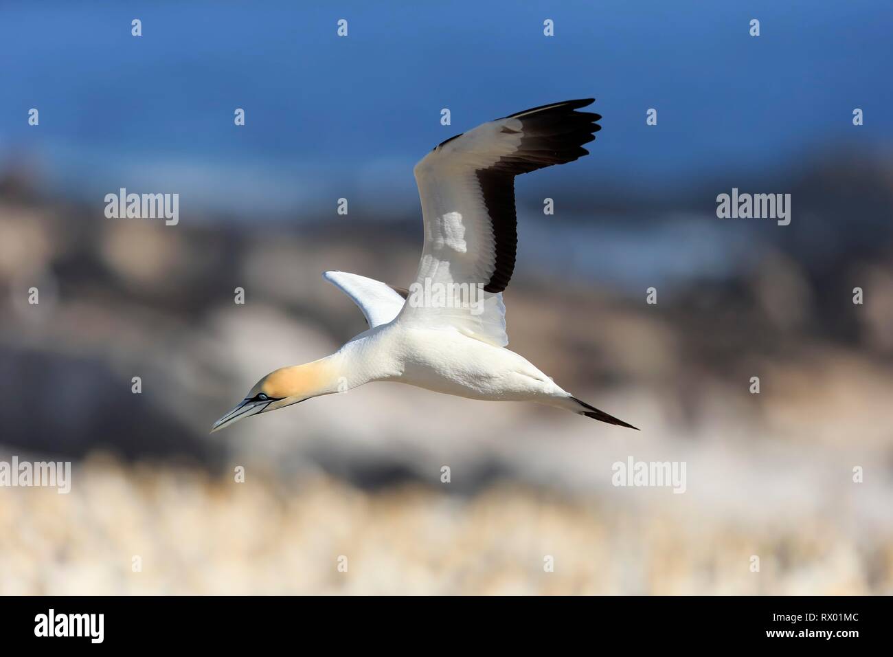 Cape Gannet Morus Capensis Adult Flying Lamberts Bay Western Cape