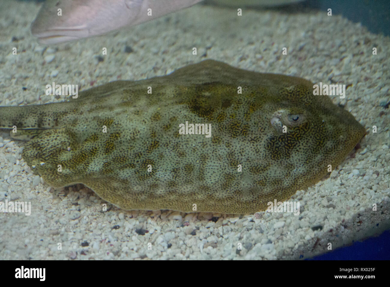 Flat Fish Sand Sole High Resolution Stock Photography and Images - Alamy