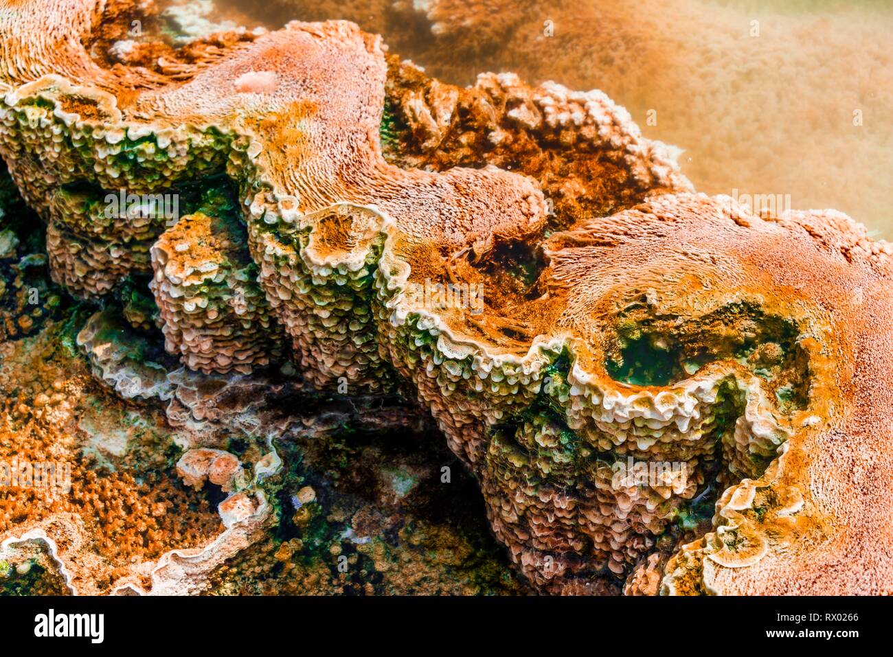 Orange algae hi-res stock photography and images - Alamy