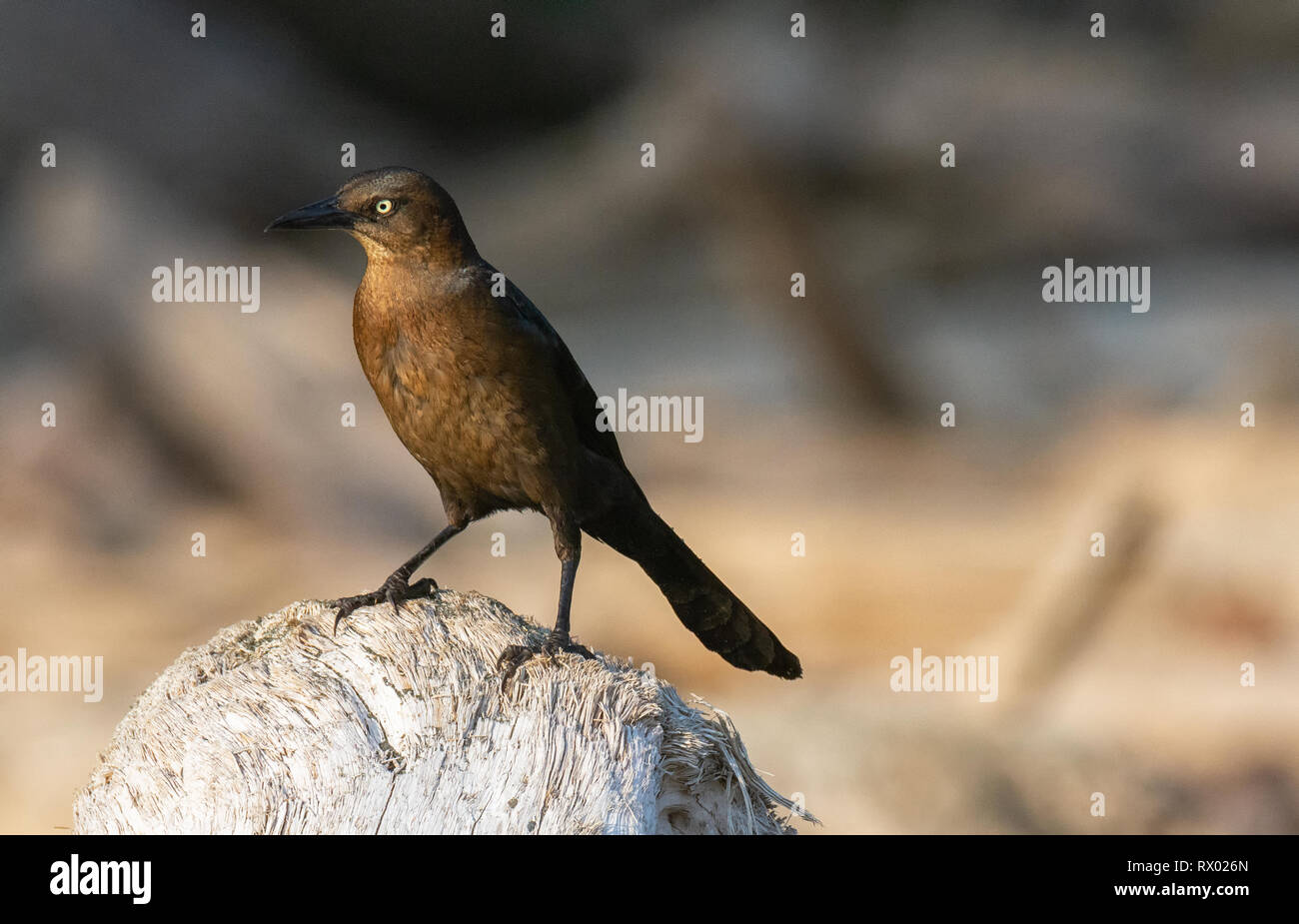 Female Great tailed grackle stands on bleached wooded stump Stock Photo ...
