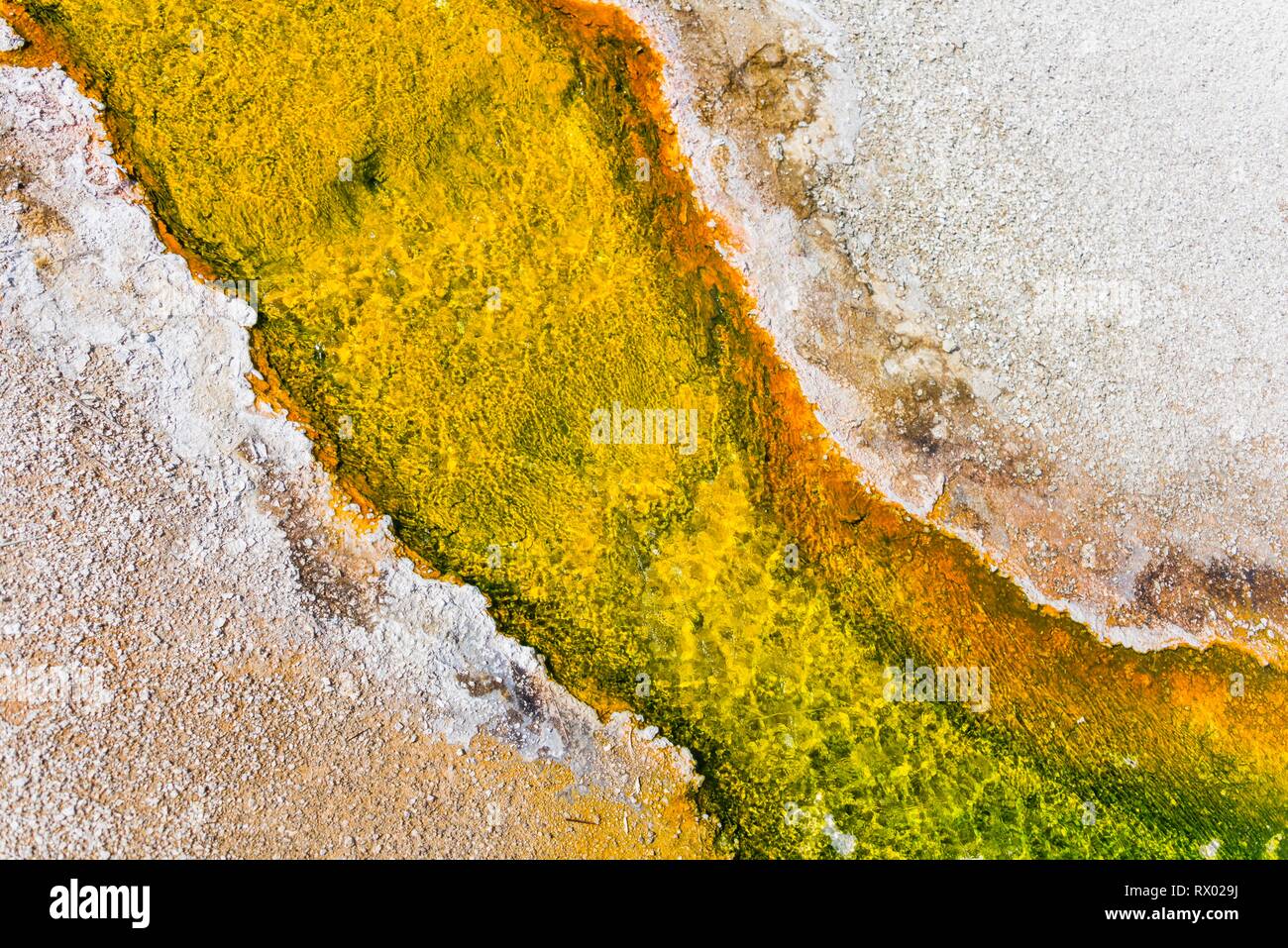 Yellow bacteria and algae in a hot spring at Black Sand Basin and ...