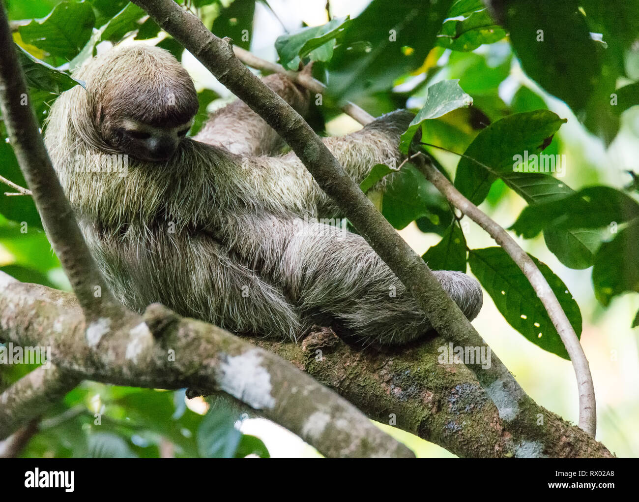 Crook of branches hi-res stock photography and images - Alamy