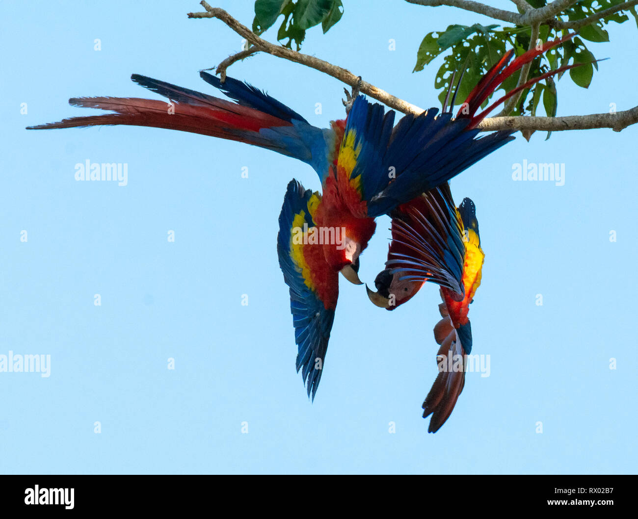 WIth wings flaring two scarlet macaws move their beaks into attack ...