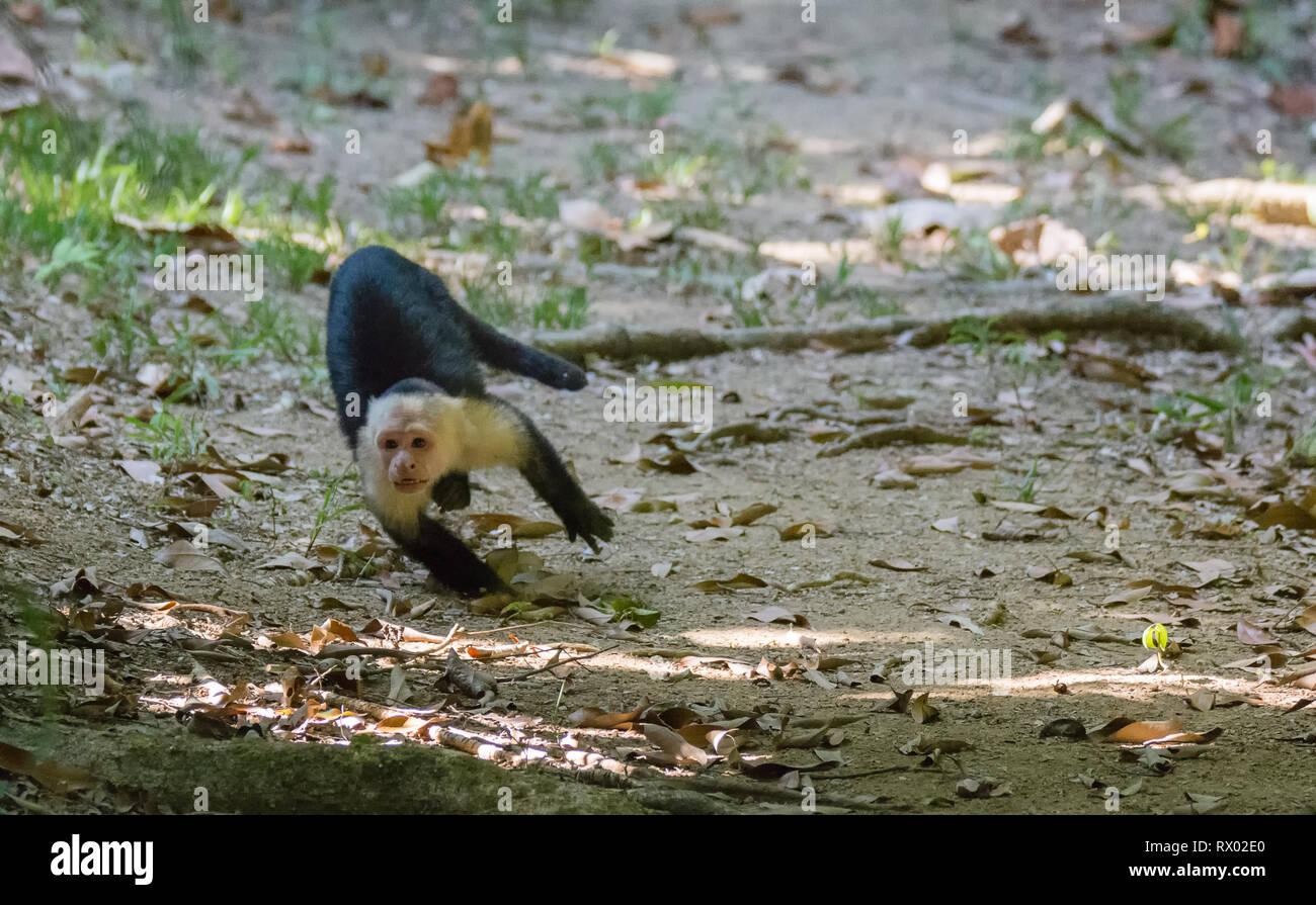 With hands and feet flying a White-Faced Capuchin monkey runs along a ...