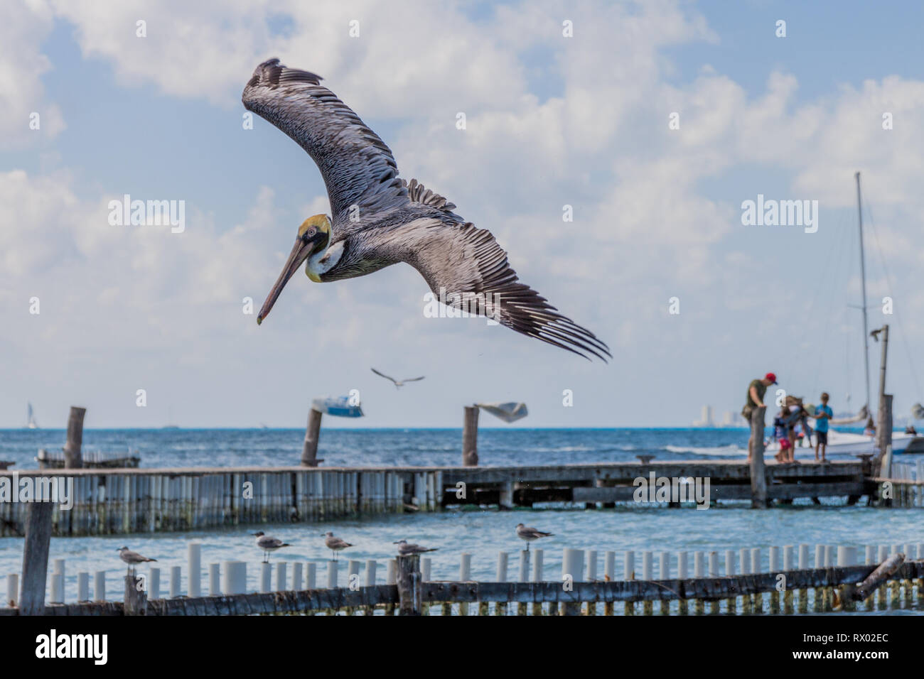 pelican diving for fish in the ocean Stock Photo - Alamy