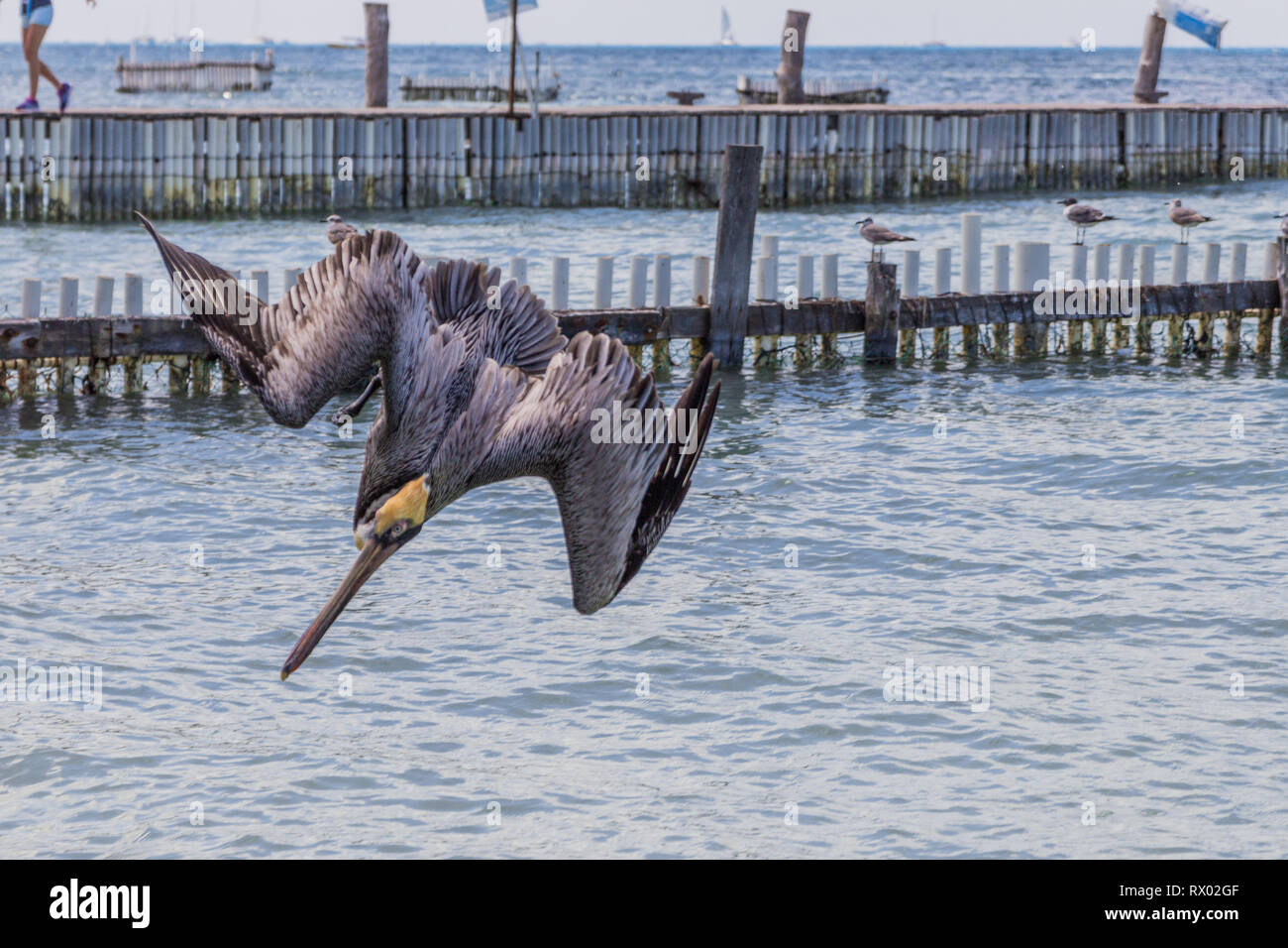 pelican diving for fish in the ocean Stock Photo - Alamy