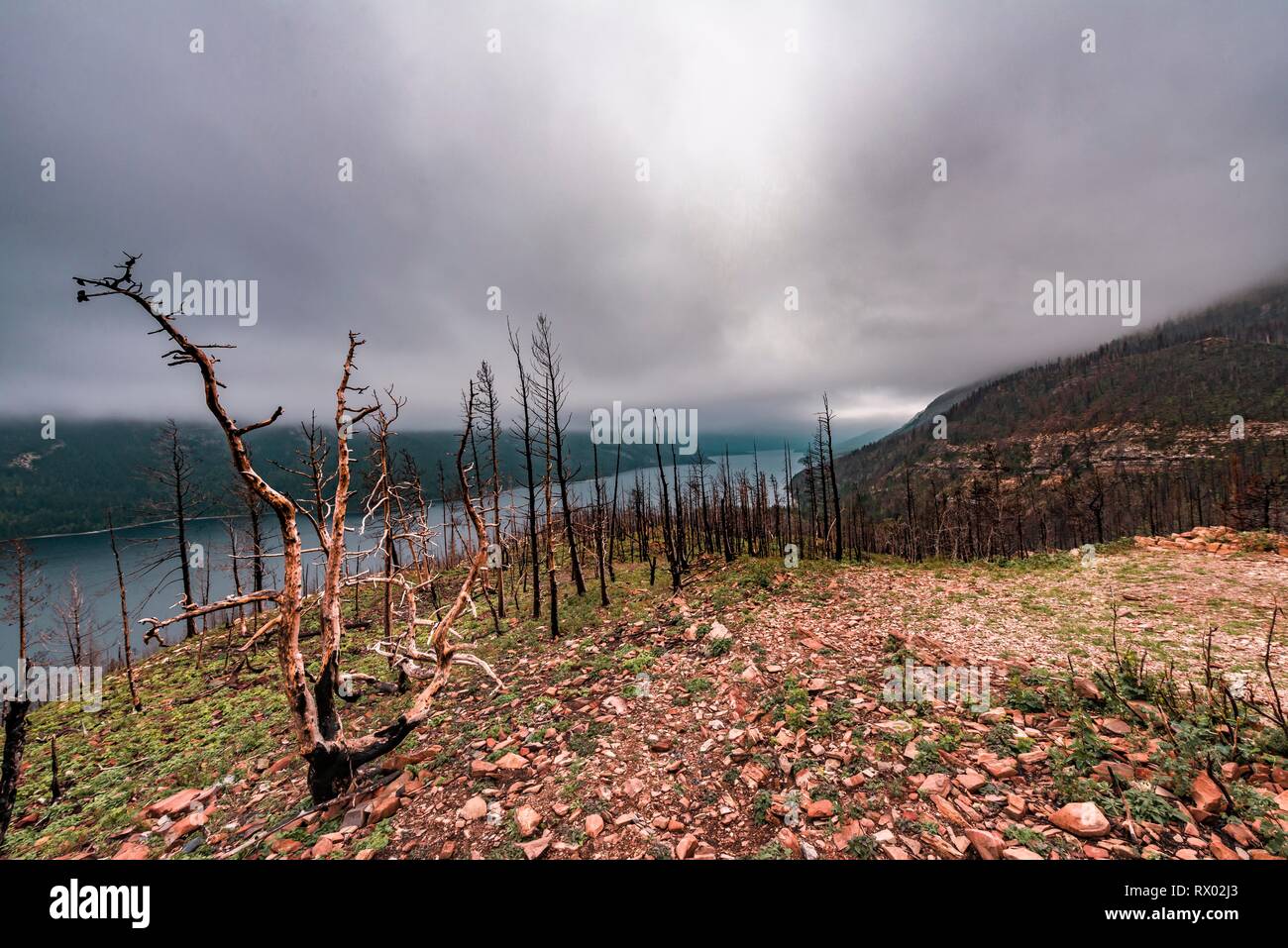 Clouds of smoke over bare burnt tree trunks after forest fire, Upper ...