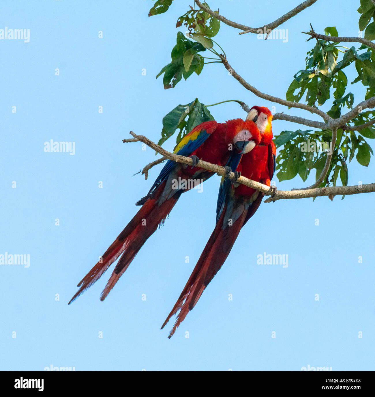 Scarlet macaw in tree hi-res stock photography and images - Alamy