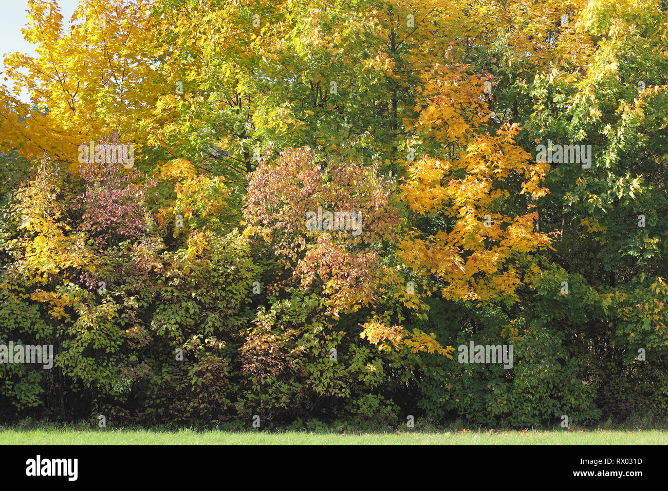 Colourful trees and bushes in autumn Stock Photo - Alamy