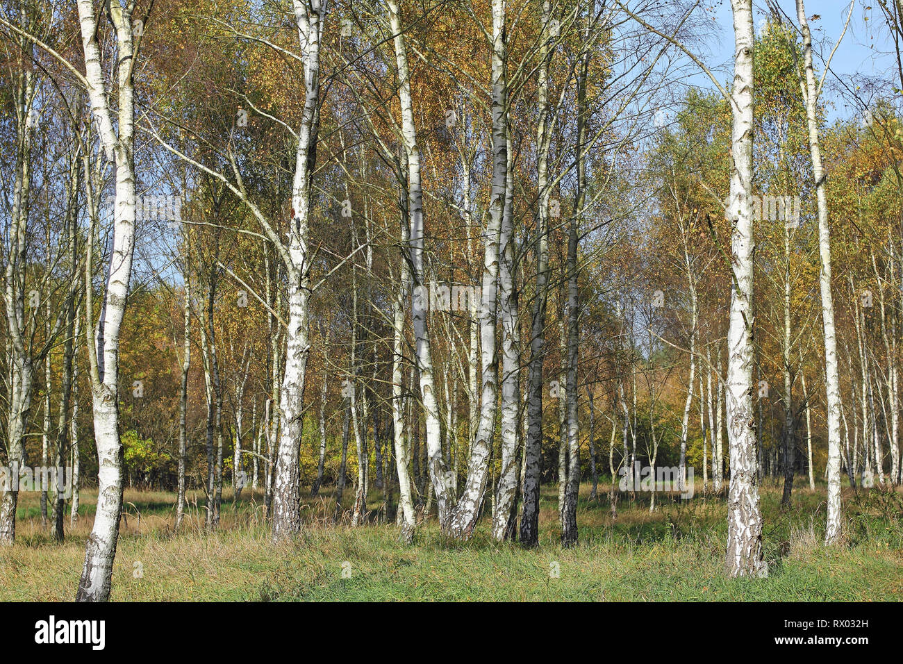 Silver birch tree in full hi-res stock photography and images - Alamy