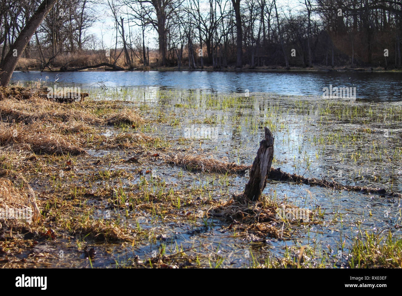river overflow in a forest and grassland area Stock Photo - Alamy
