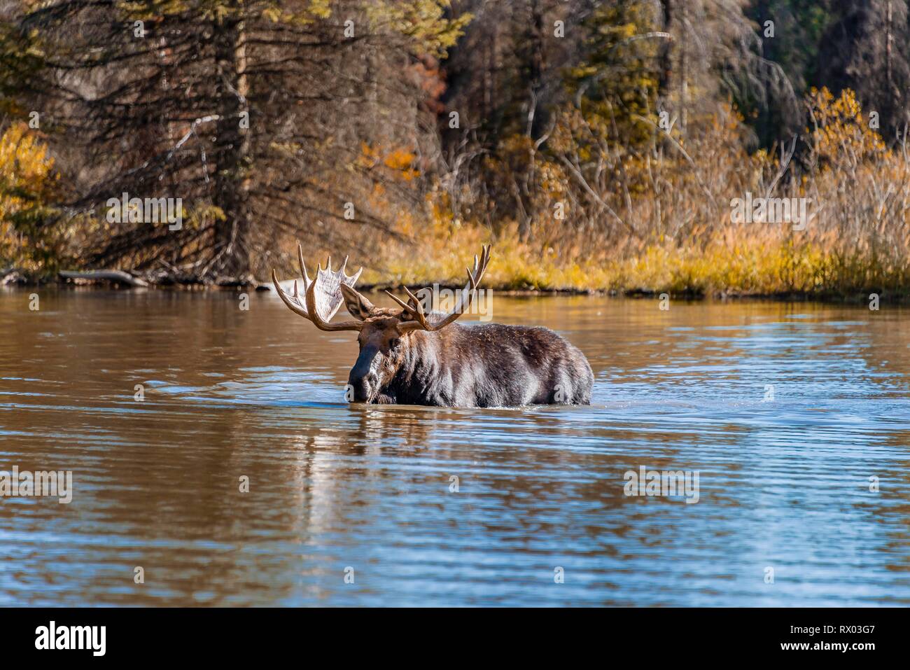 Male Elk (Alces alces) standing in a lake, Grand Teton National Park ...