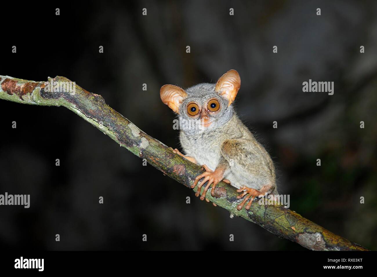 Sulawesi-Tarsier (Tarsius tarsier) sits on branch, endemic, island ...