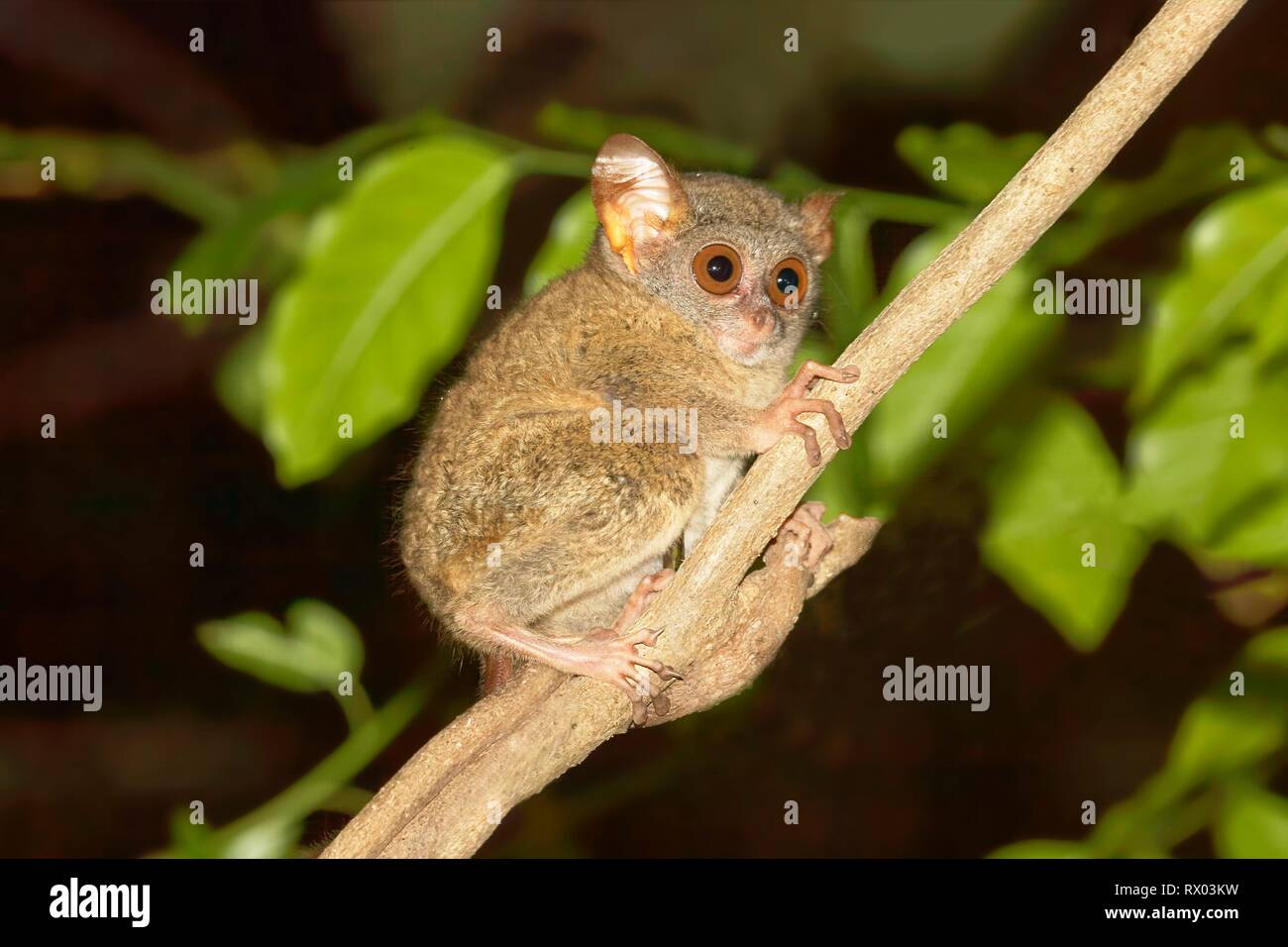 Sulawesi-Tarsier (Tarsius tarsier) sits on branch, endemic, island ...