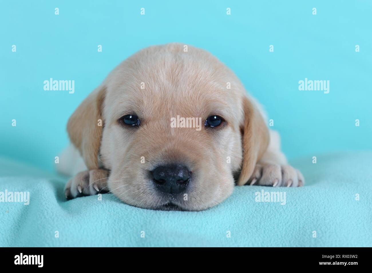 Labrador Retriever, yellow, puppy 3 weeks, lying on turquoise blanket ...