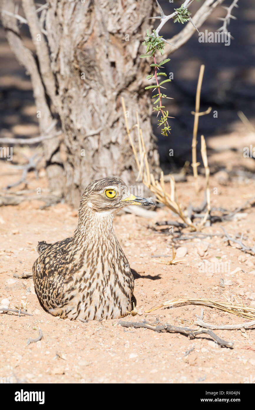 African dikkop hi-res stock photography and images - Alamy