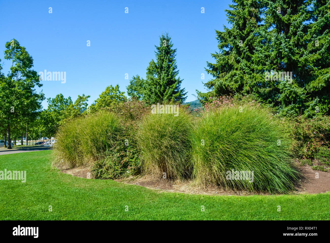 Decorative bushes of grass within the landscape of park zone Stock ...