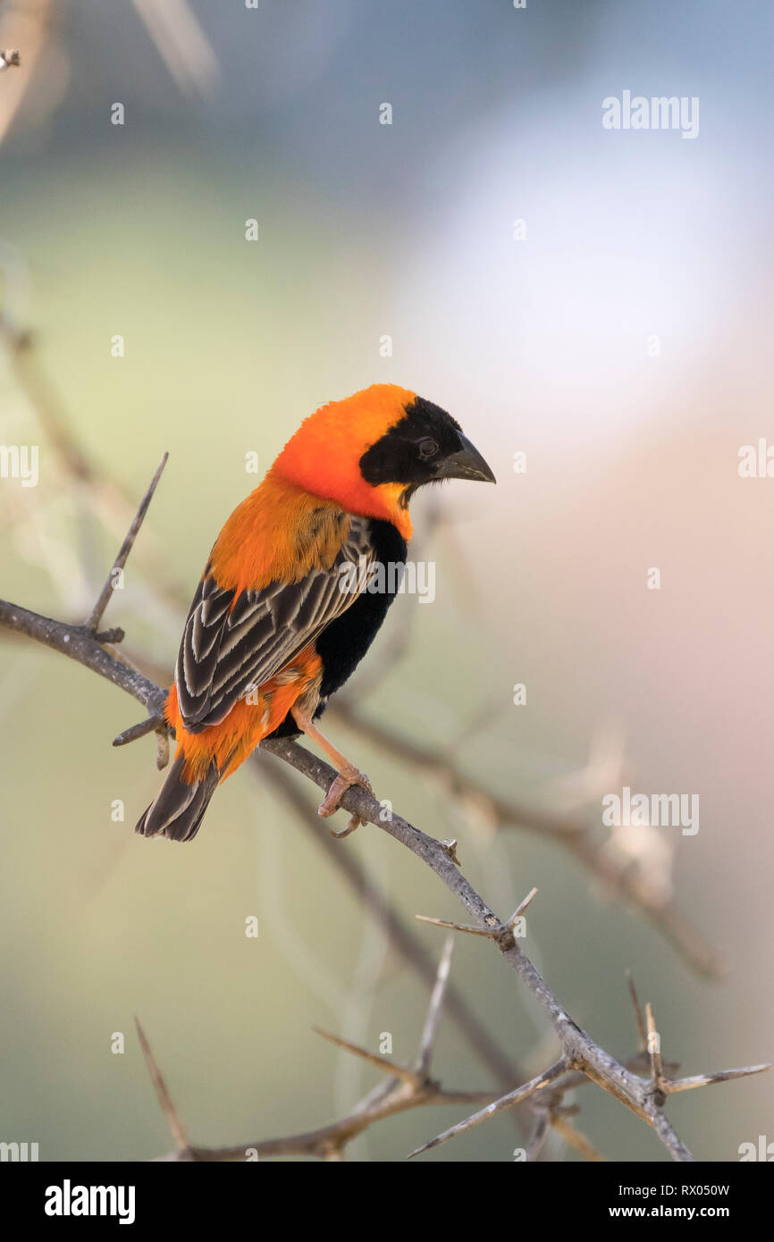 Southern Red Bishop (Euplectes orix) breeding male perched on branch of ...