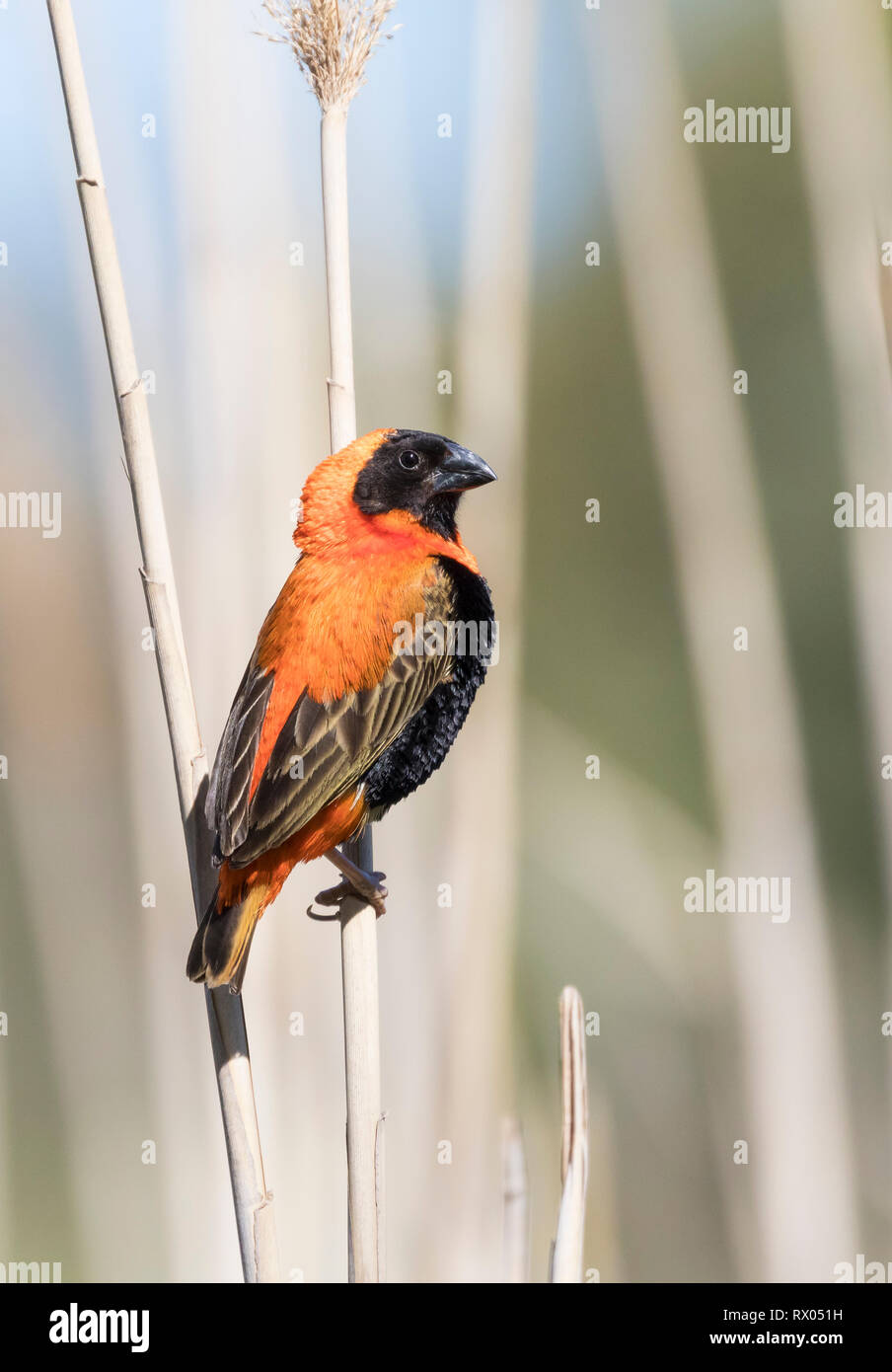 Red bishop bird hi-res stock photography and images - Alamy
