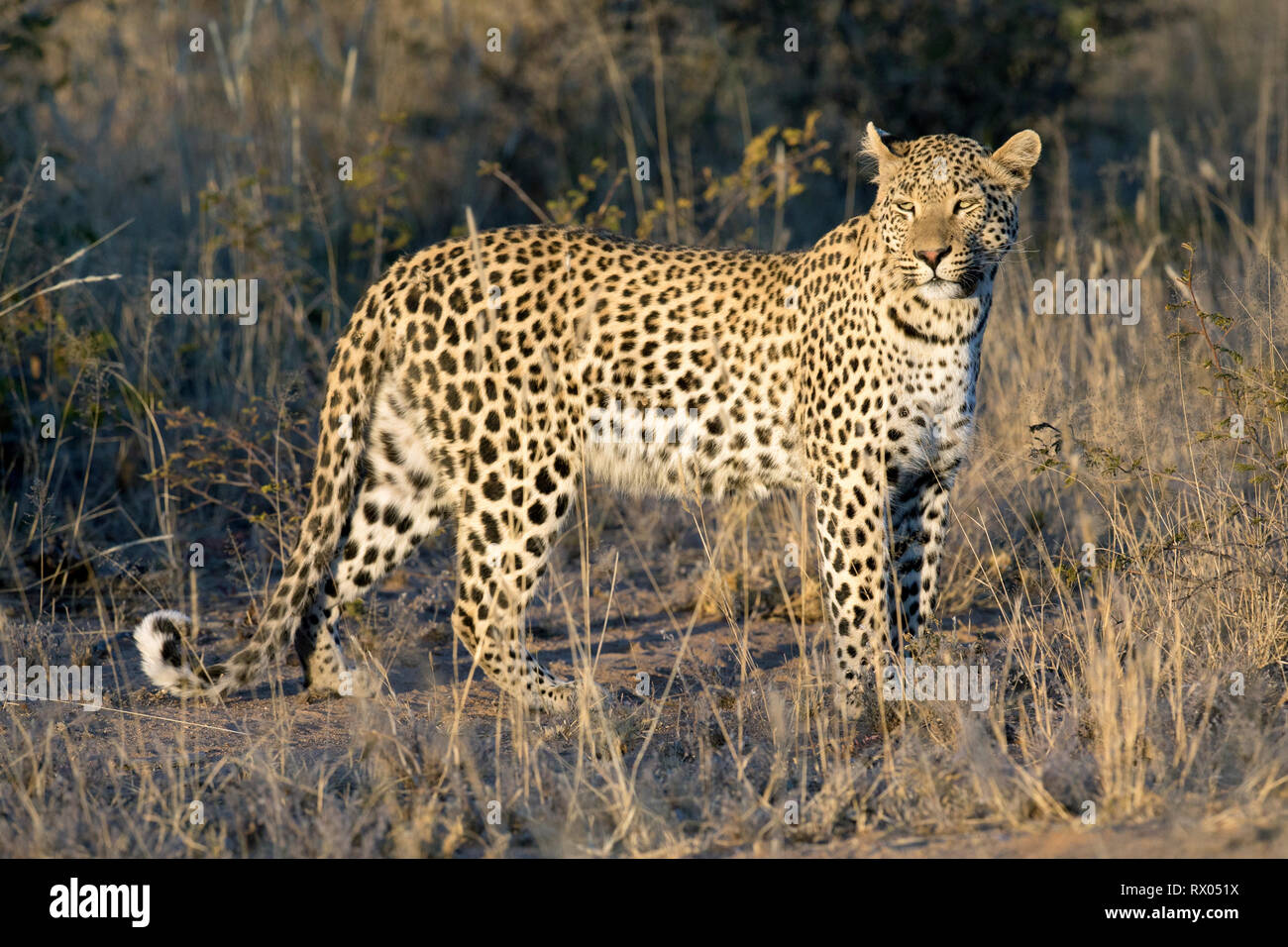 A Leopard in the golden morning light Stock Photo - Alamy